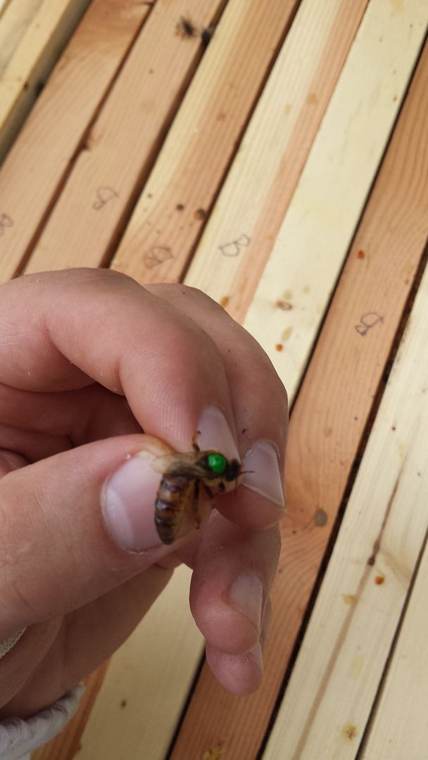 Cutting out of a TBH into the Langstroth | Beesource Beekeeping Forums