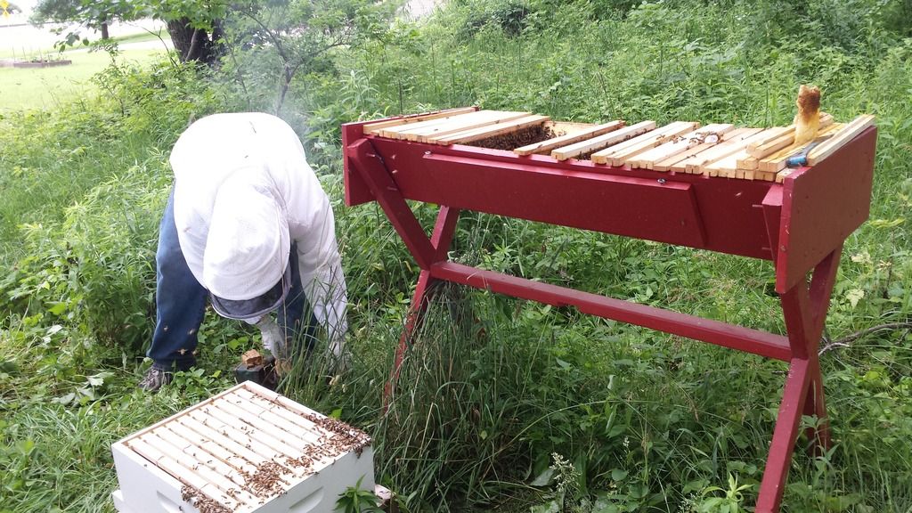 Cutting out of a TBH into the Langstroth | Beesource Beekeeping Forums