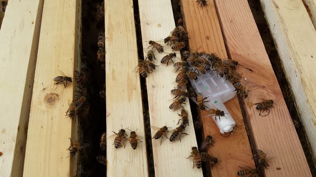 Cutting out of a TBH into the Langstroth | Beesource Beekeeping Forums