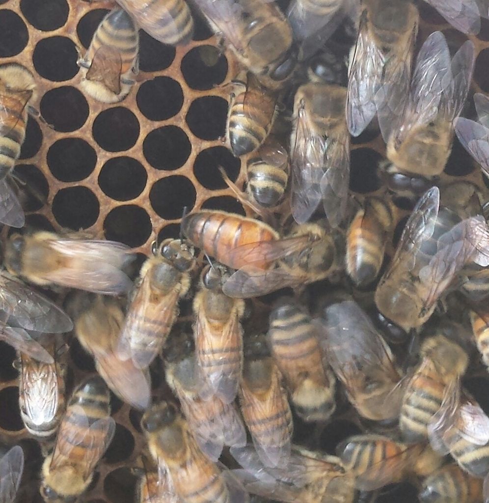 Before/After Pics Virgin then Mated, Laying Queen | Beesource Beekeeping Forums