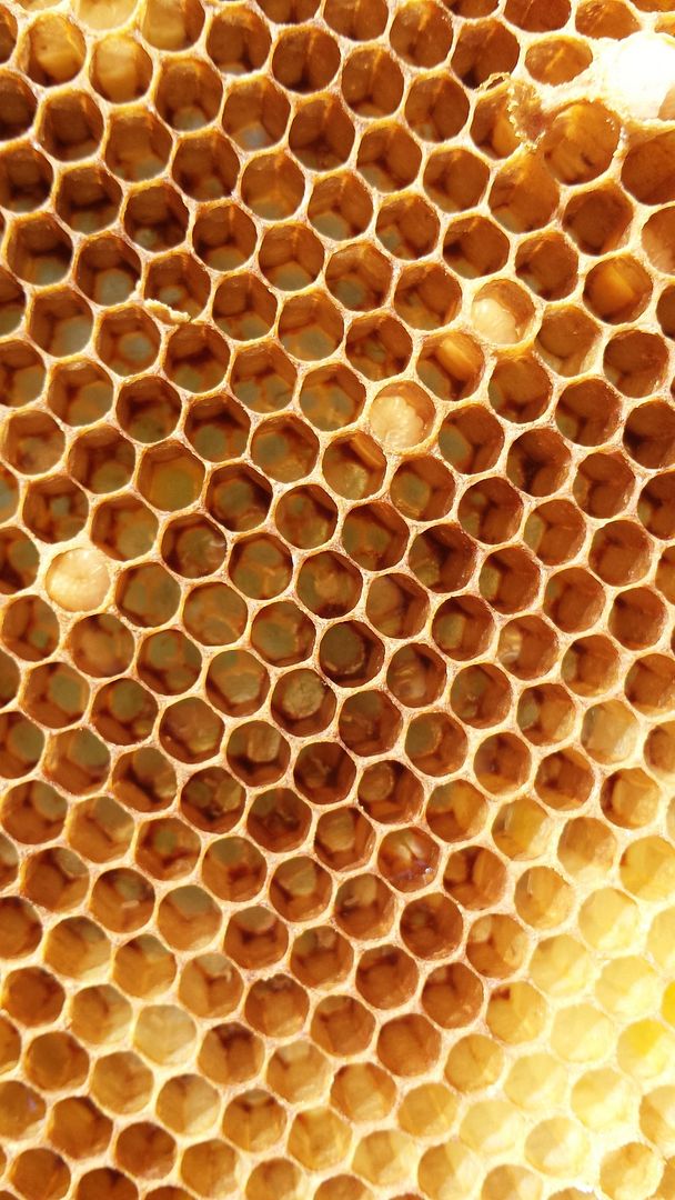 Laying workers or overzealous new queen? | Beesource Beekeeping Forums
