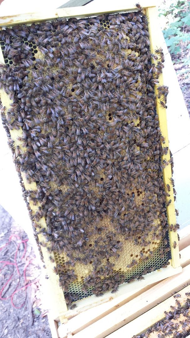 Best type of frame foundations to use? | Beesource Beekeeping Forums