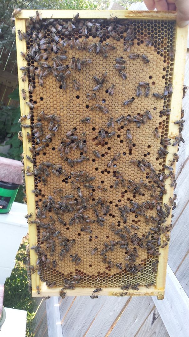 Best type of frame foundations to use? | Beesource Beekeeping Forums