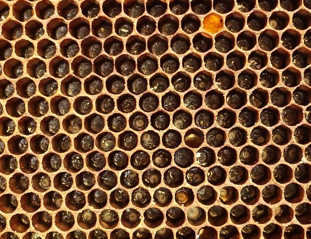 First Graft of the Year | Beesource Beekeeping Forums