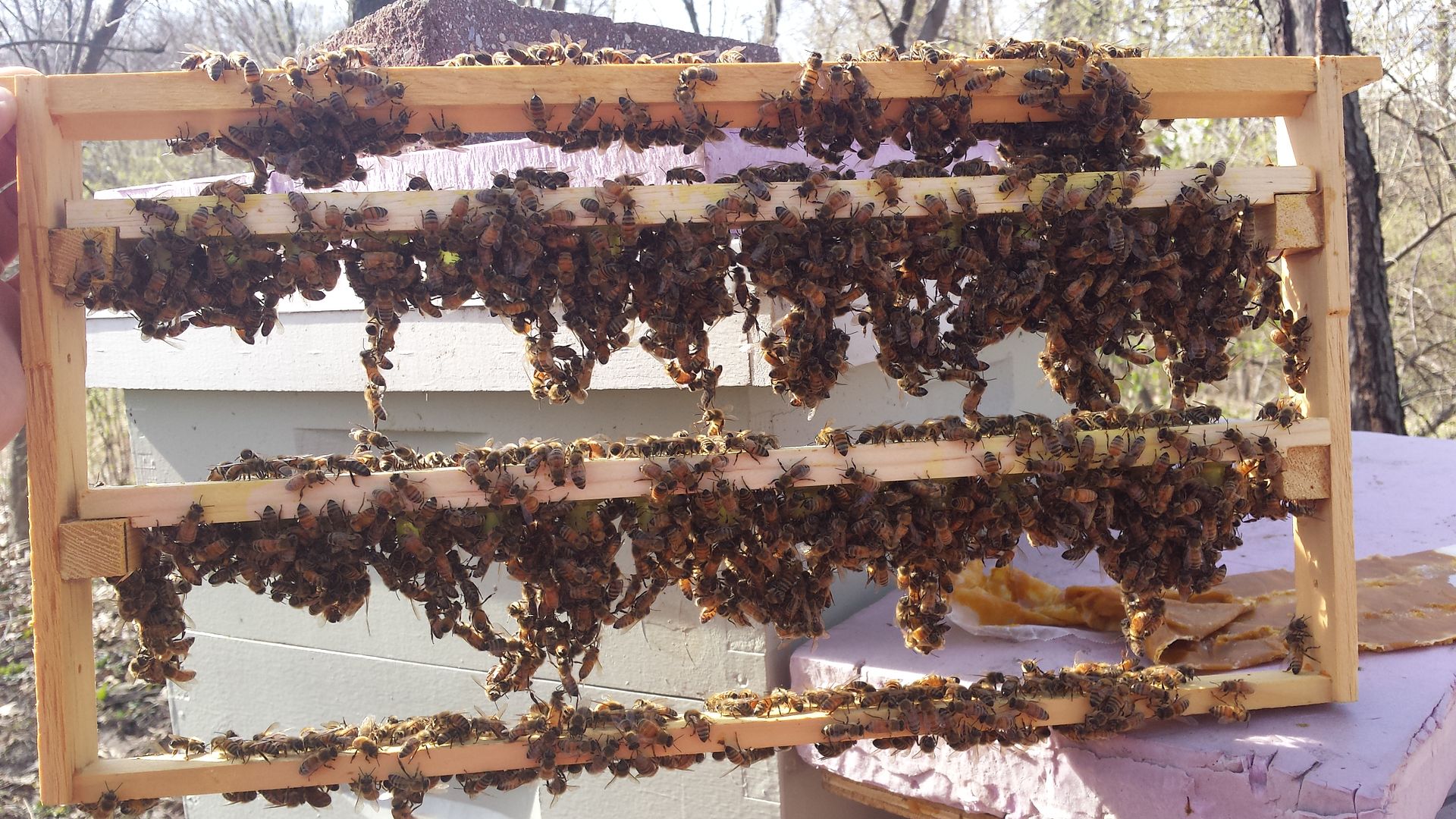 First Graft of the Year | Beesource Beekeeping Forums