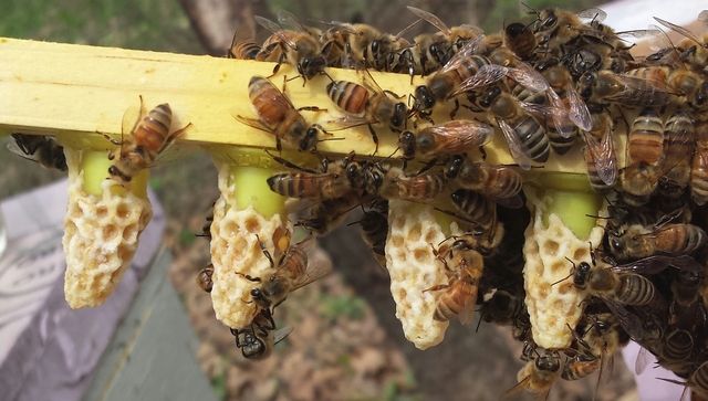 first experience with an incubator | Beesource Beekeeping Forums