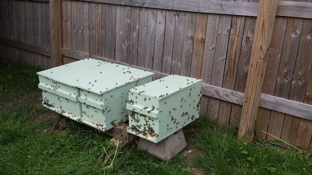 How to move bees from a 3 way mating castle | Beesource Beekeeping Forums