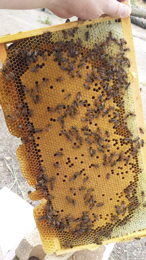New Queen Castle Build | Beesource Beekeeping Forums