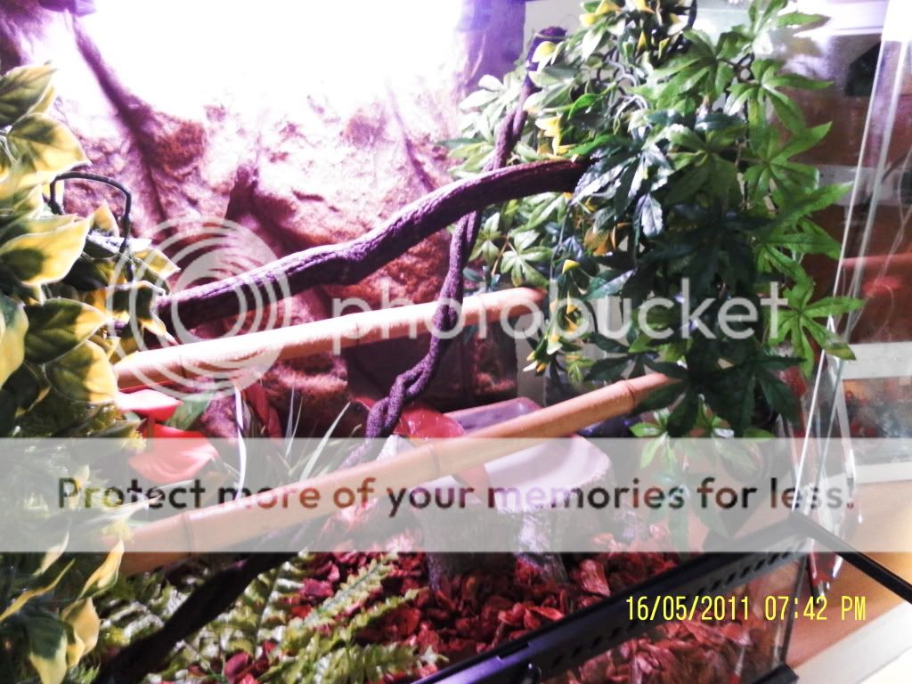 Green Tree Python housing pics | Page 2 | Reptile Forums