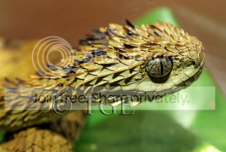 Evil Looking Snakes