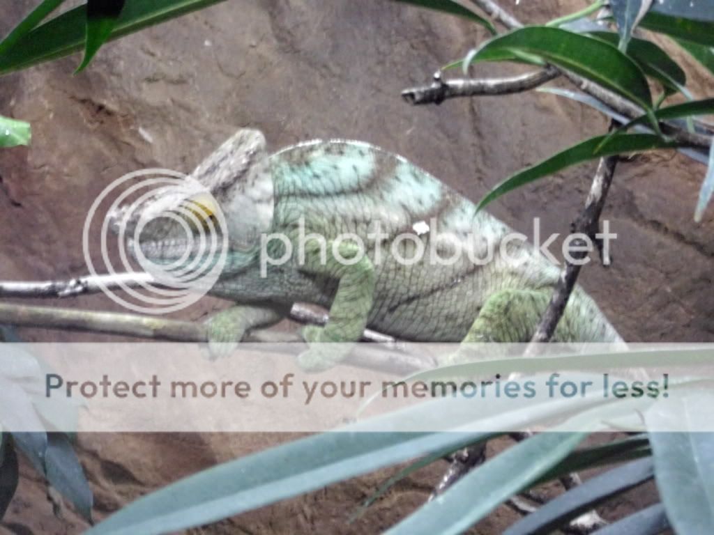 Chester zoo | Reptile Forums