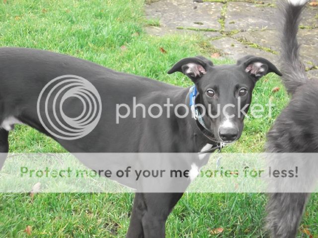 Evesham Greyhound and Lurcher Rescue - Dogs Updated 07/01/13 - Lurcher Link