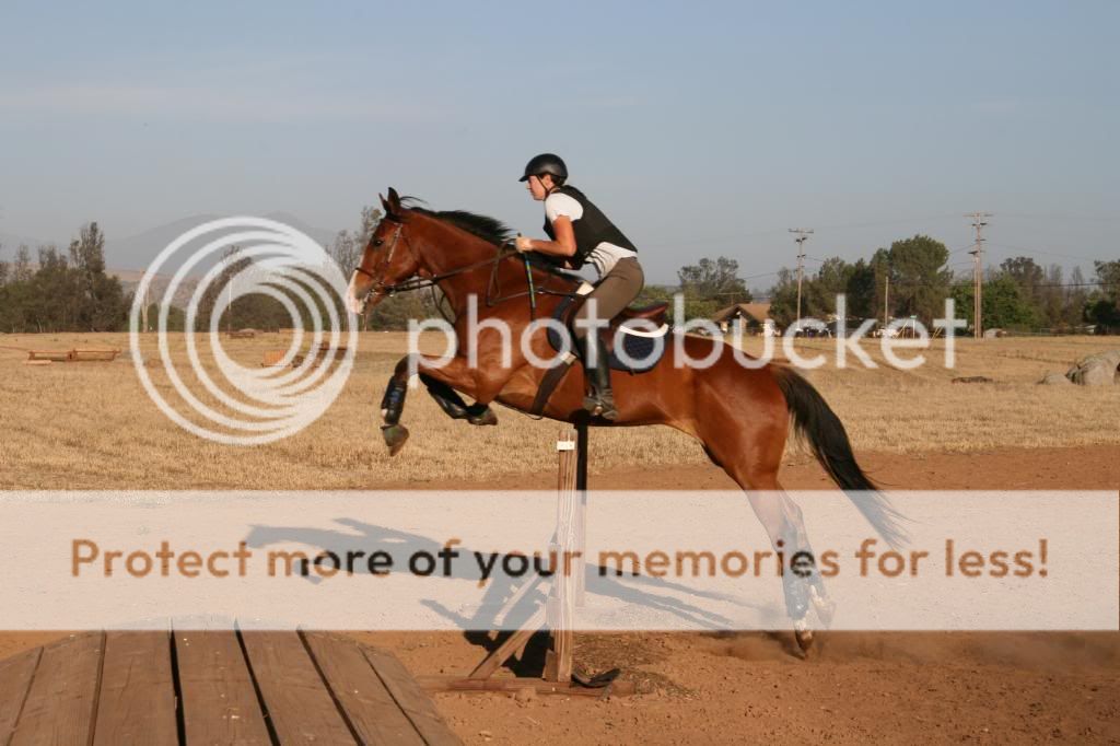 Big guy goes XC!! pictures!! - Eventing - Chronicle Forums