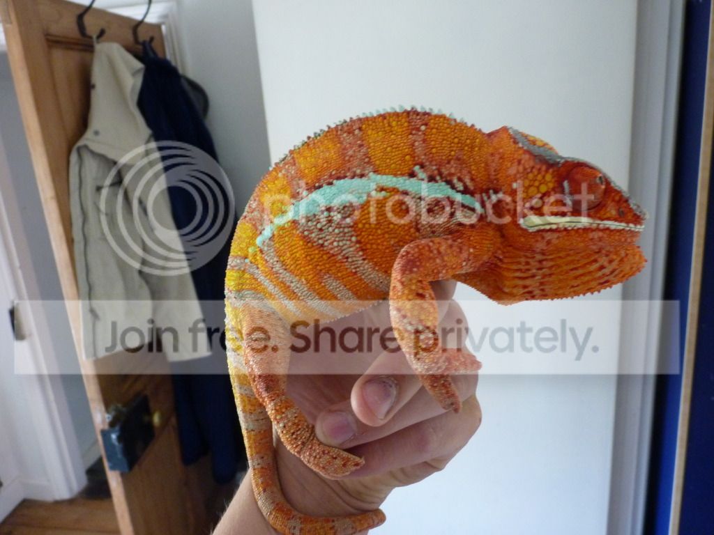 Who has the nicest lizard on RFUK? | Page 2 | Reptile Forums