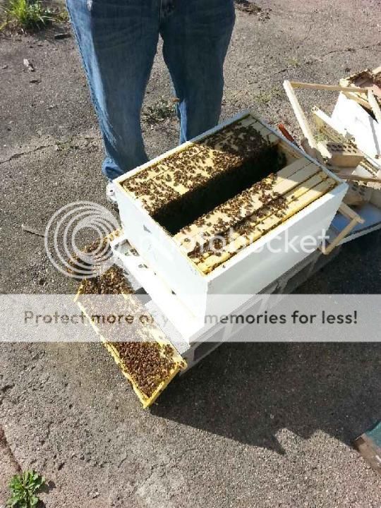 My first frame with foundation. My evolution as a beekeeper. I feel ...